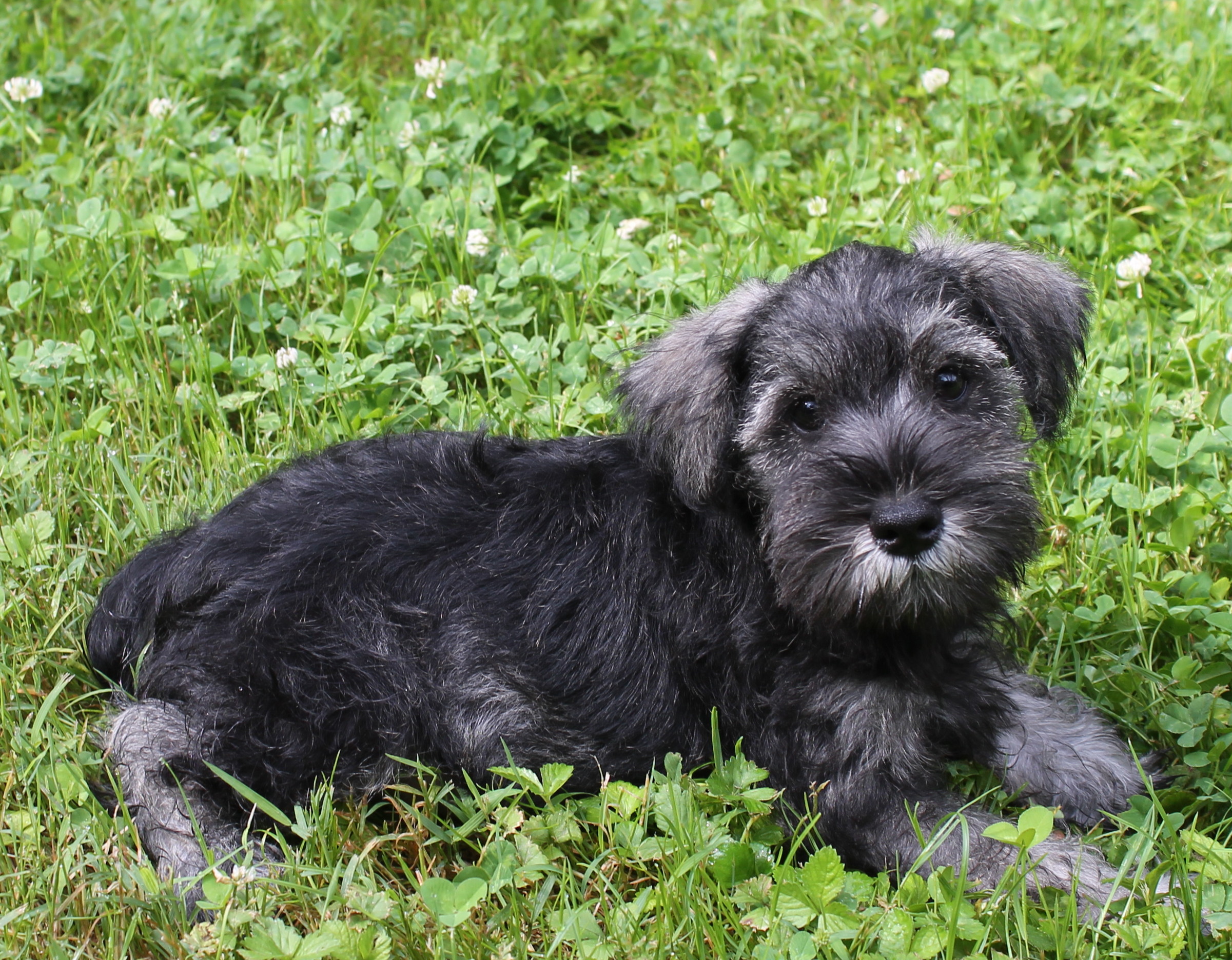 Samson 4 | Taylor's Miniature & Toy Schnauzers